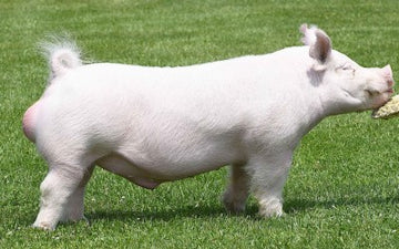 YORKSHIRE – PBG Boars