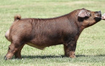 DUROC – PBG Boars